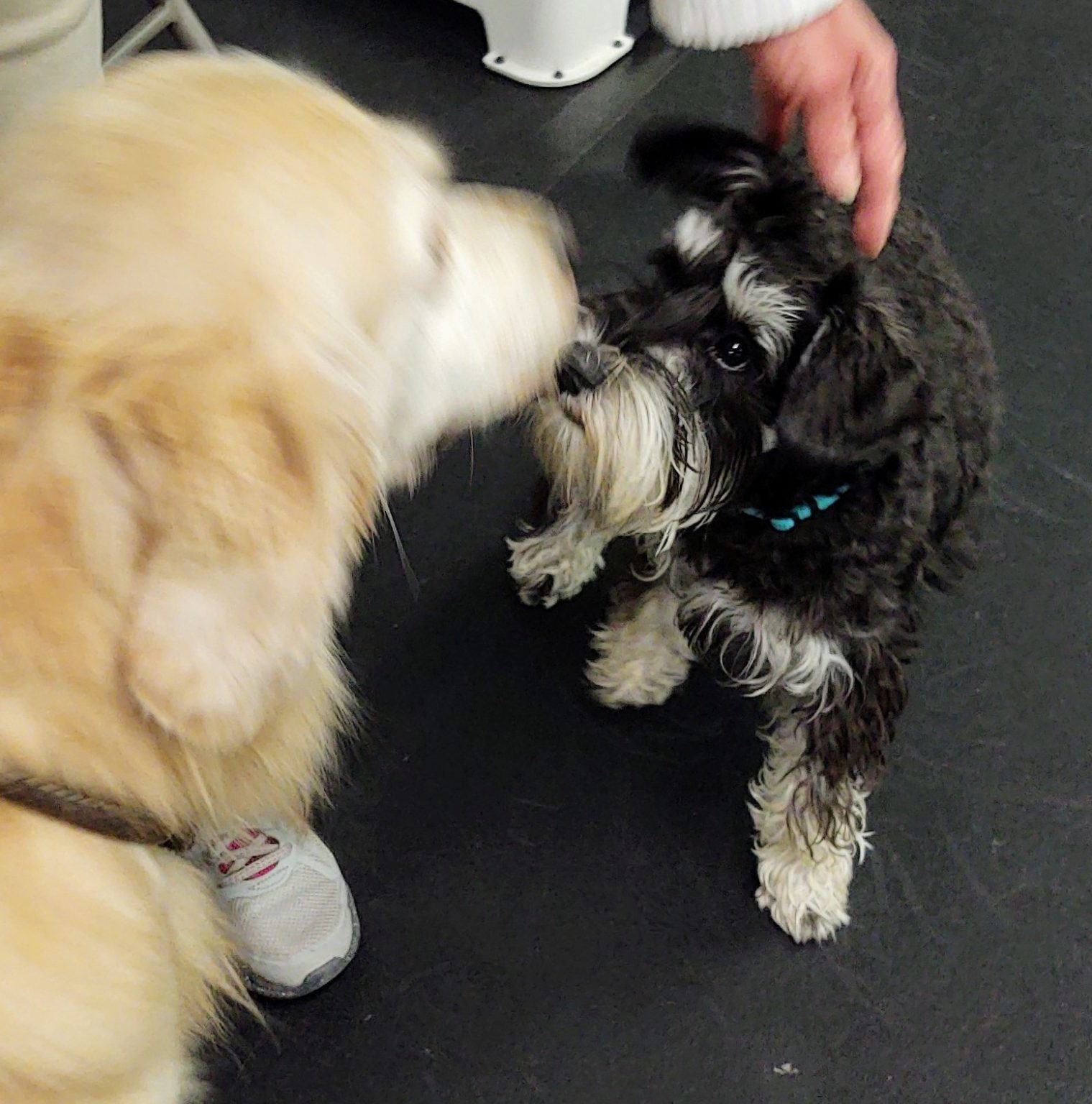 Puppy & Pet Obedience Classes – Canine Sports