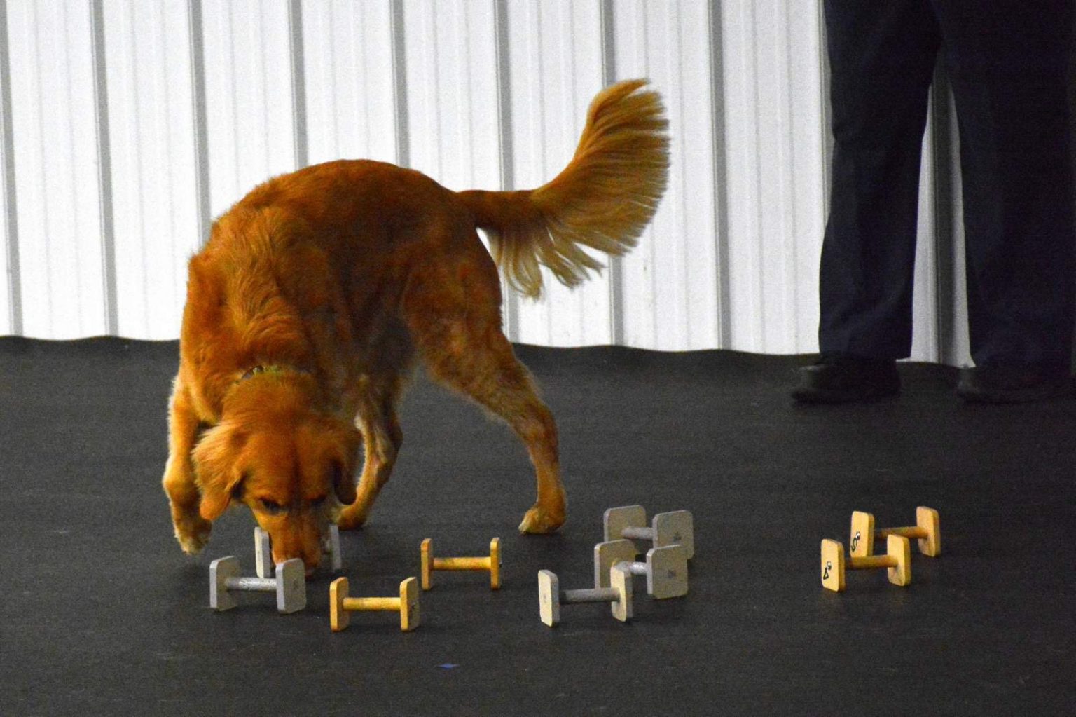 Class Schedule – Canine Sports