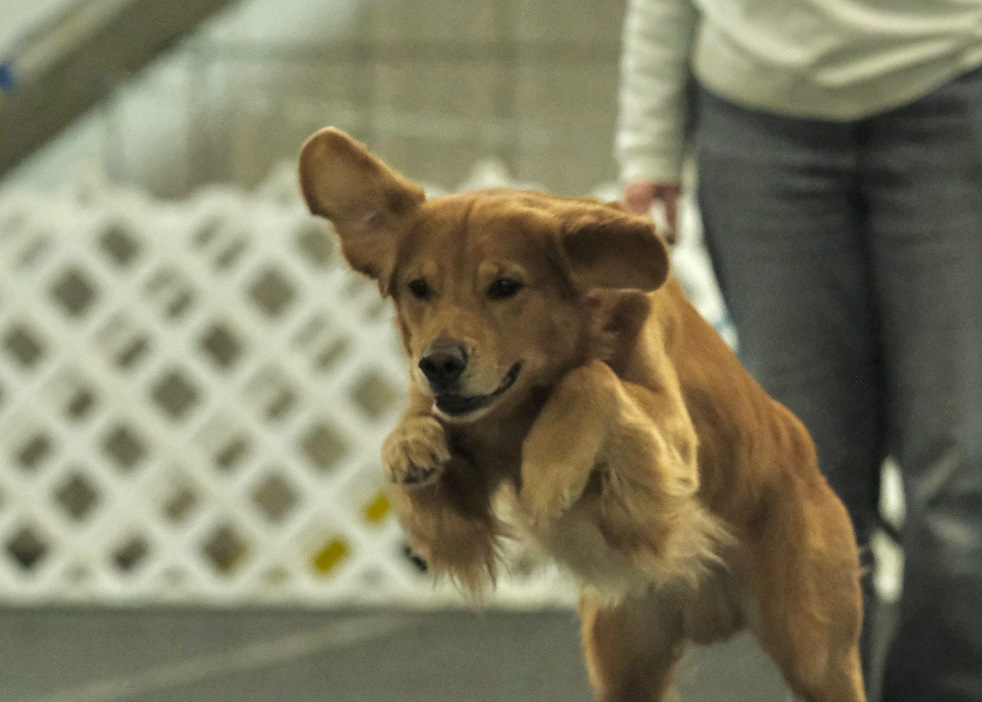 Class Schedule – Canine Sports